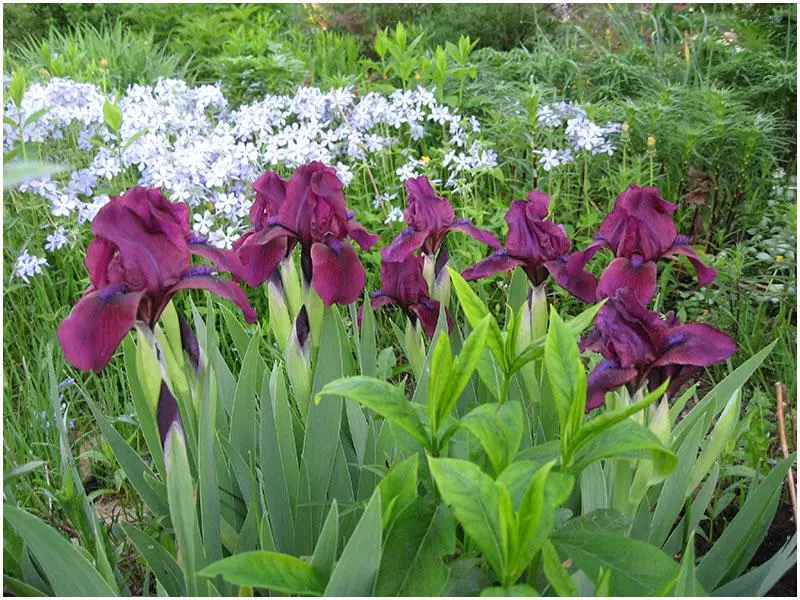 Gwahanol irises