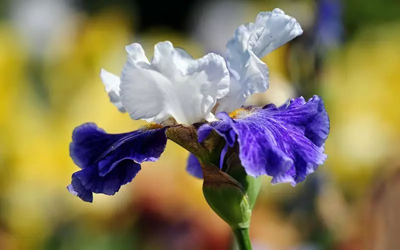 Blomst iris.