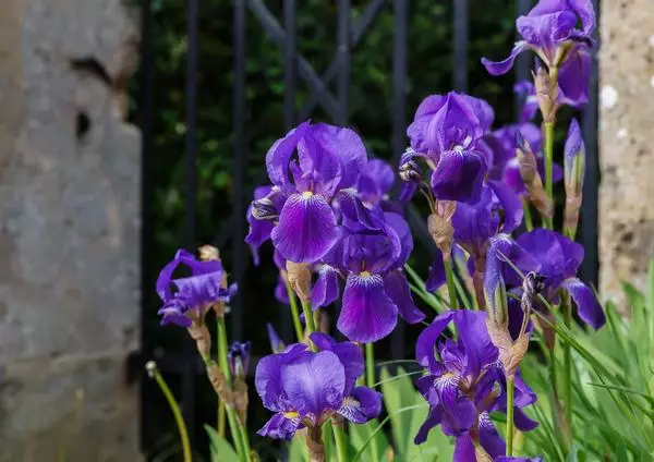 Blomster iris.