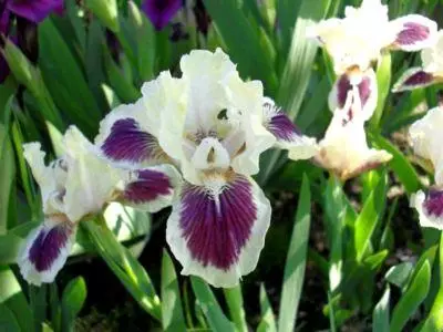 सुंदर irises