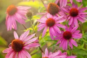 Therapeutic properties at contraindications ng Echinacea, application at side effects