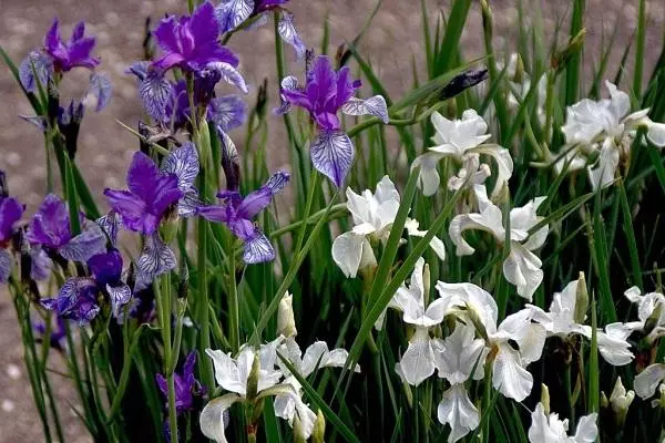Variona irisov
