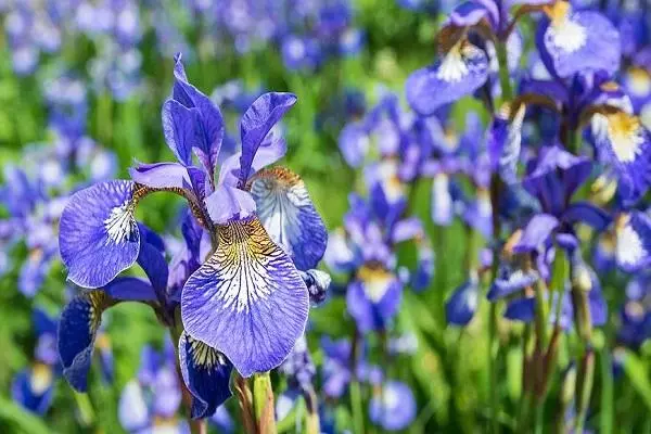 Reproduksi iris.