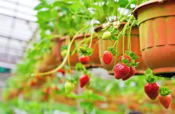 ການຂະຫຍາຍຕົວ strawberries