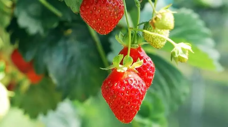 Bushes strawberry