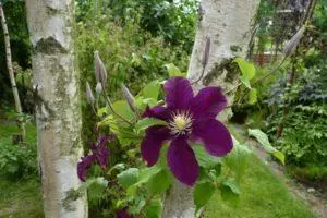 Description and cultivation of Clematis Varchavska Nike variety, group trimming