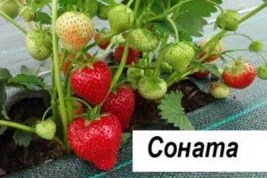 Beskrivelse og egenskaper av jordbær sonata variasjon, landing og omsorg