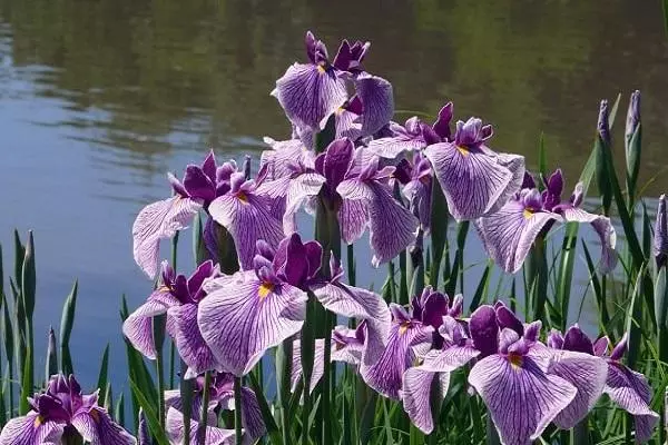 Irises Flowering