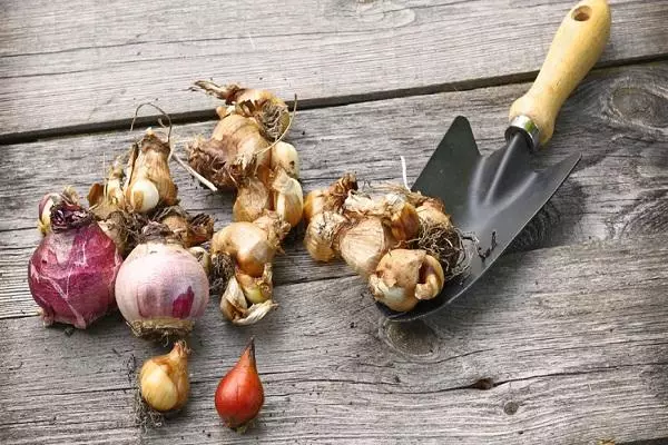 Drying root.