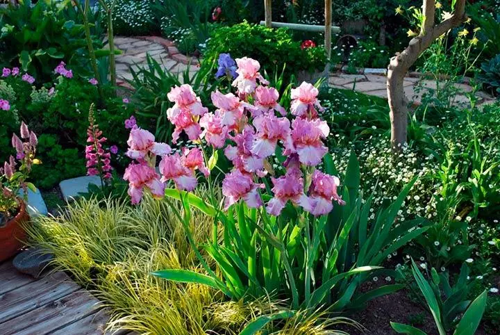 Lepa Irises.