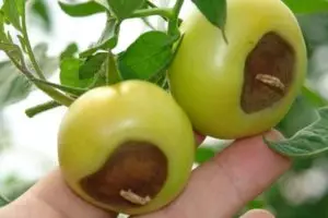 Treatment of vertex rotten tomatoes in the greenhouse and open soil