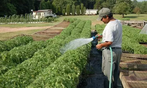 Forumo Tomatov