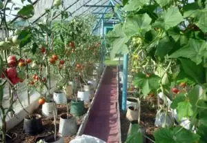 Growing tomatoes in buckets in open soil and greenhouse