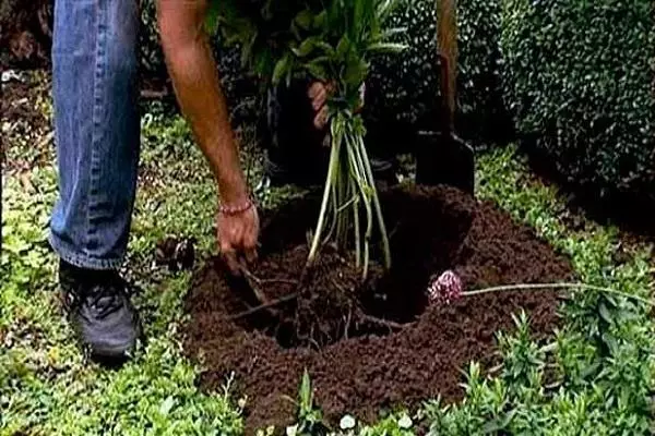 Wurkje mei in plant