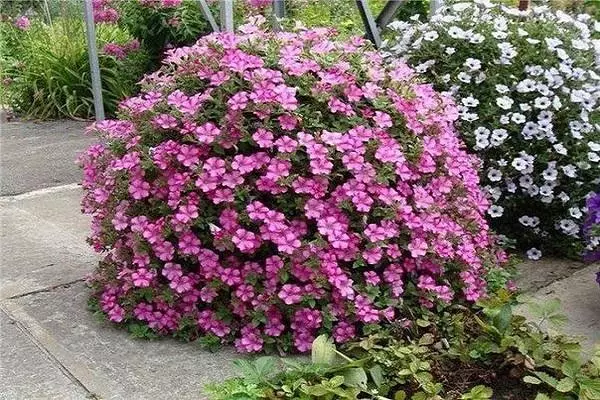 Flower Bush.