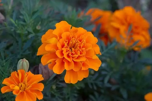 Orangefarbene Blumen