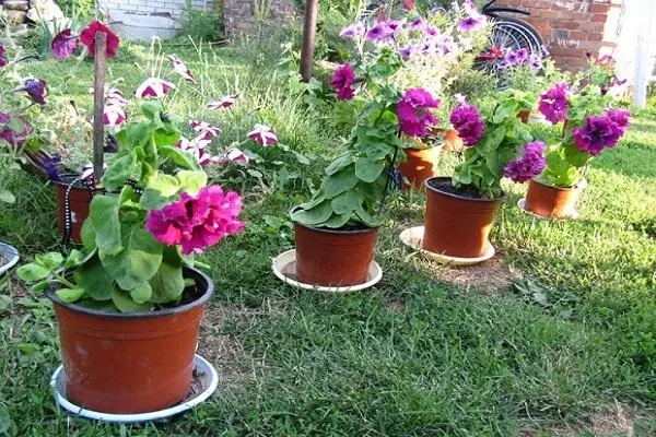 Pots Petunia