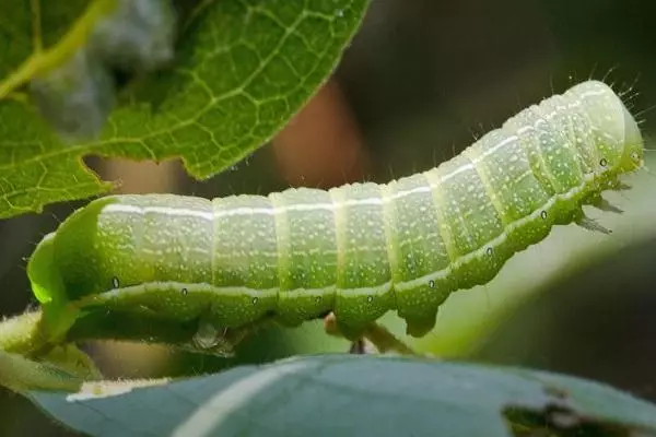 Grænt caterpillar.