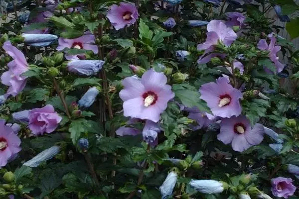 Flores púrpuras
