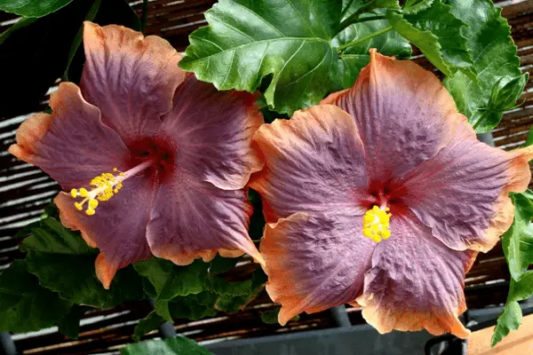 Hibiscus tré-lagaður