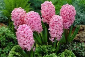 কখন এবং কিভাবে খোলা মাটি মধ্যে hyacinths উদ্ভিদ, যত্ন এবং চাষের নিয়ম