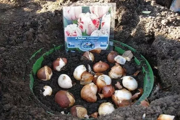 Plantació de tulipes