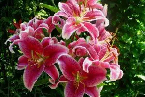 Beskriuwing en skaaimerken fan Tiger Lily-fariëteiten, kultivaasje en fuortplanting