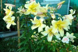 Description of varieties of hybrids of lilies, landing and care in the open soil