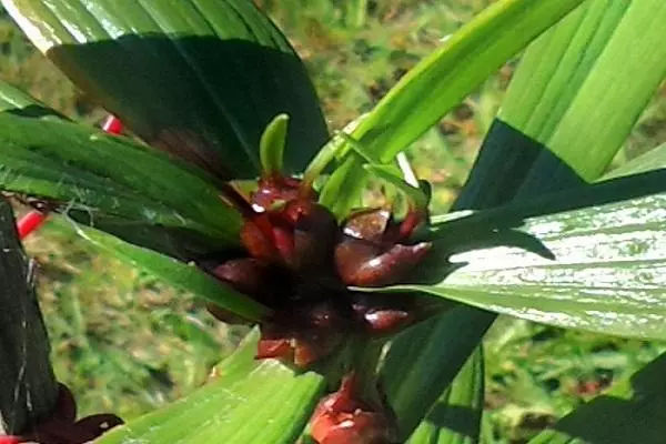 ಸಸ್ಯ ತಳಿ