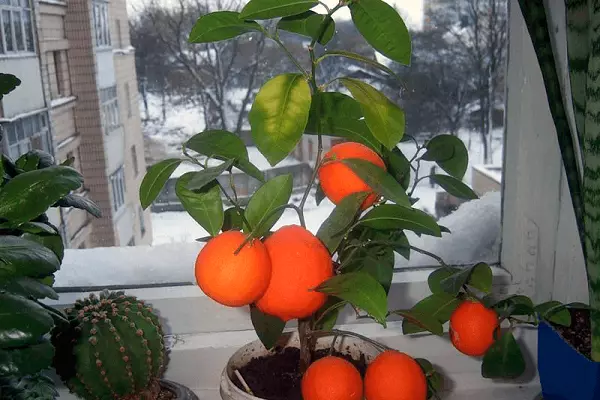 窓の上の植物