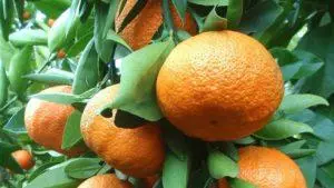 Popis mandarínu různých unsha a roste doma