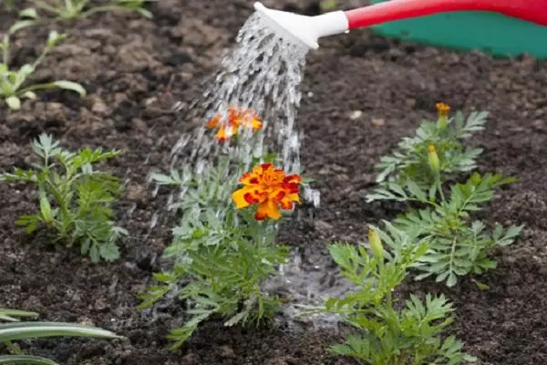 Watering and fertilizer