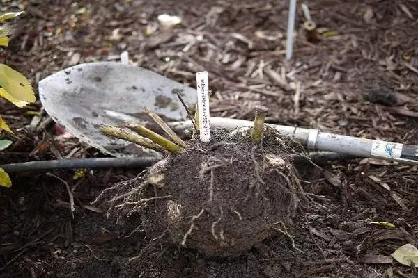 cavar una raíz