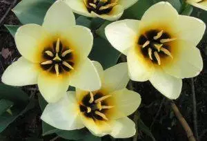 Descrición das variedades de tulipas botánicas, plantación e coidado
