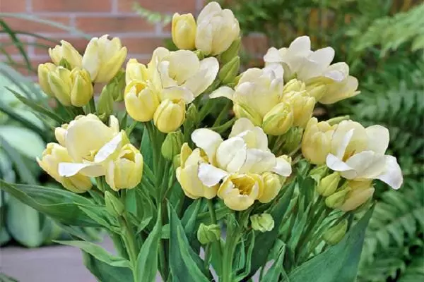 Białe tulipany: Lądowanie i opieka, cechy inżynierii rolnej dla różnych odmian