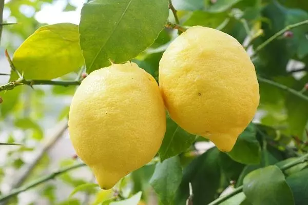 Moden citron