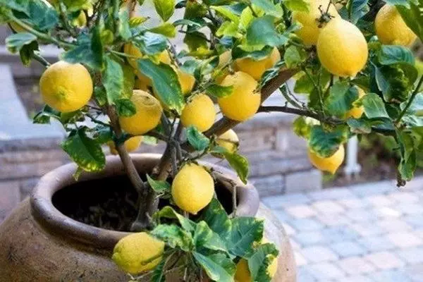 Lemon fruits.