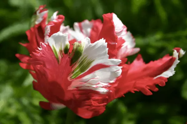 Wybiory Tulipany: Opis najlepszych odmian, lądowania, uprawy i opieki ze zdjęciami