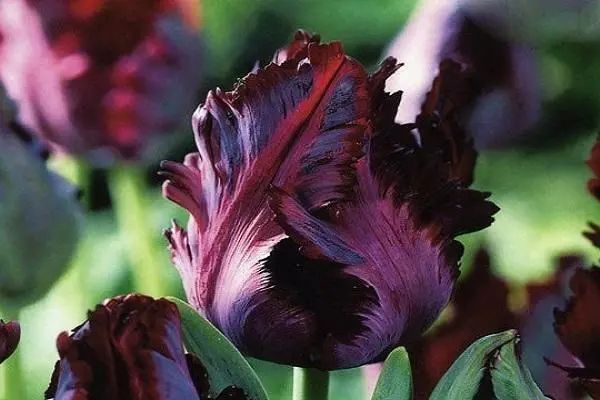 Tulipan Black Pyrrhrot: Opis i charakterystyka odmian, lądowanie i opieka ze zdjęciami