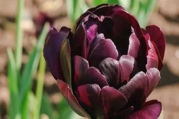 Protecció de tulipes