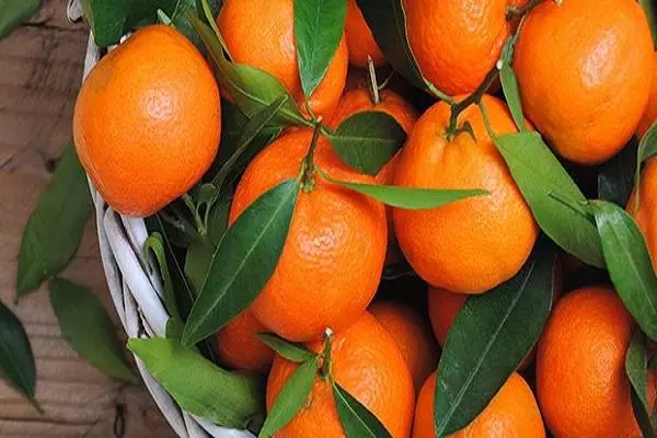 Frukten av mandarin.