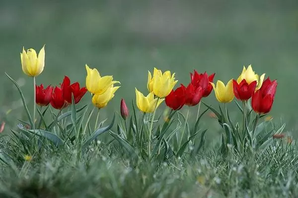 Odmiany tulipanów: Najlepsze i nowe z opisami i funkcjami ze zdjęciami