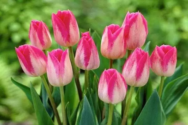 গোলাপী tulips.