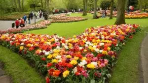 As you can put the tulips, the choice of varieties and design ideas