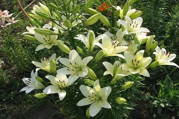 스노우 흰색 꽃