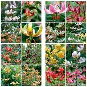 Beskrivelse av de beste varianter av liljer Martag, landing og omsorg, reproduksjonsmetoder