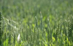 播种时黑麦作为壮丽的优点和缺点以及多少
