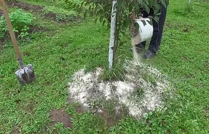 Pielęgnacja drzewa