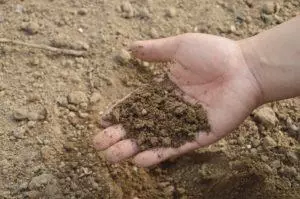 Jakie metody mogą być w domu, aby zwiększyć kwasowość gleby