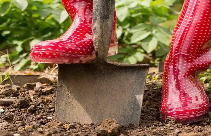 Sådan graver du en seng af skovl: instruktion og når det er bedre at gøre